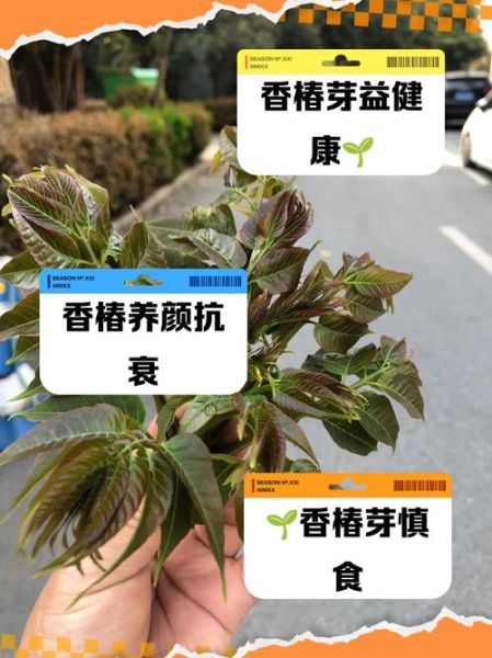 哪些人不能吃椿芽_椿芽禁忌人群-第1张图片-山城妙识