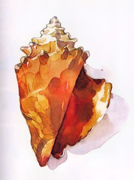 海螺图片怎么拍_海螺图片怎么调色-第1张图片-山城妙识