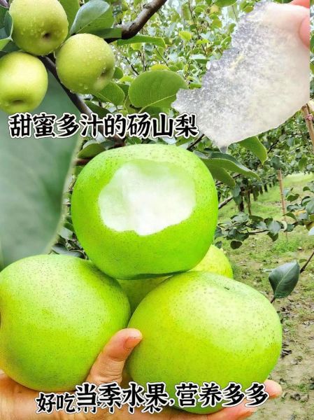 砀山梨怎么读_砀山梨产地在哪里-第1张图片-山城妙识 砀山梨怎么读_砀山梨产地在哪里-第1张图片-山城妙识