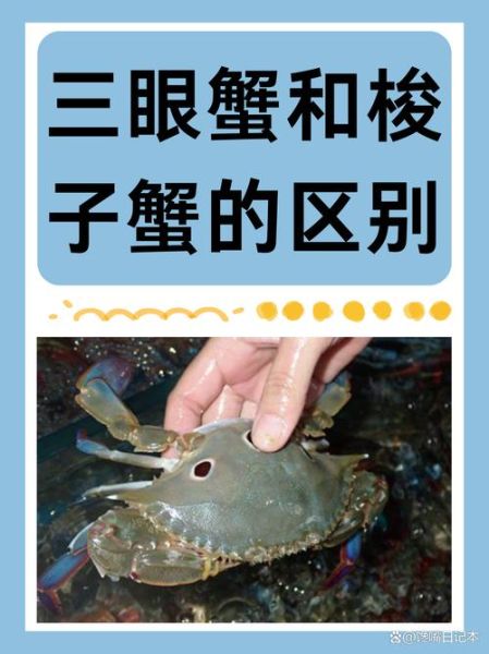 大闸蟹和梭子蟹的区别_哪种螃蟹更好吃-第1张图片-山城妙识 大闸蟹和梭子蟹的区别_哪种螃蟹更好吃-第1张图片-山城妙识