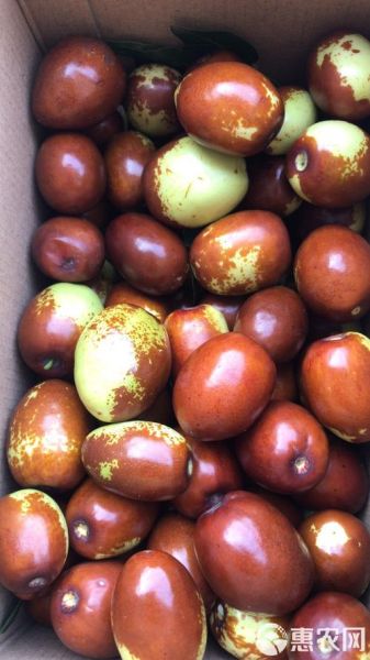 枣子几月份成熟_新鲜枣子上市时间-第2张图片-山城妙识