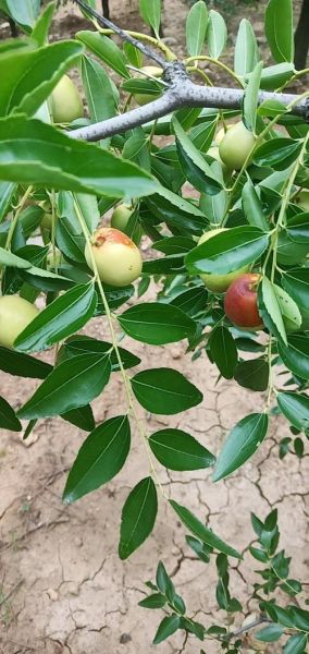 枣子几月份成熟_新鲜枣子上市时间-第3张图片-山城妙识