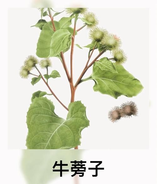 牛蒡的功效与作用_牛蒡的禁忌人群有哪些-第1张图片-山城妙识