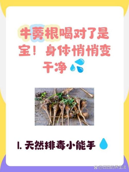 牛蒡的功效与作用_牛蒡的禁忌人群有哪些-第3张图片-山城妙识