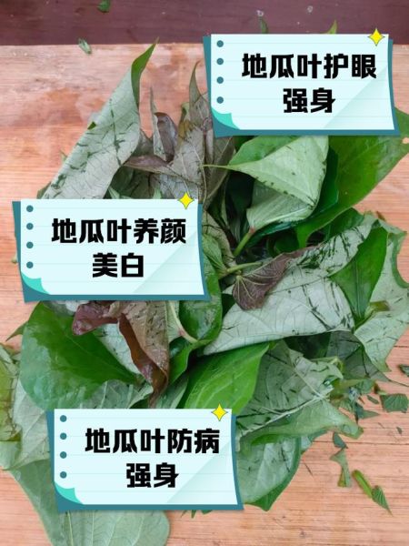 地瓜叶子有什么功效_地瓜叶子的作用与禁忌-第1张图片-山城妙识