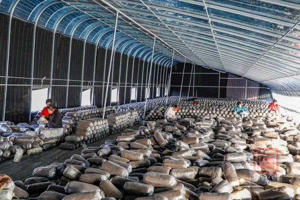 大棚种蘑菇一年利润_能赚多少钱-第1张图片-山城妙识