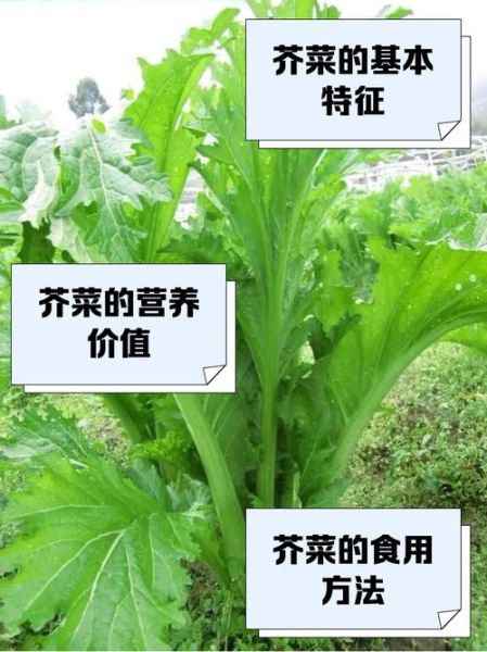 芥菜怎么种_芥菜有哪些品种-第1张图片-山城妙识