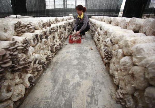 大棚种蘑菇一年利润_能赚多少钱-第2张图片-山城妙识