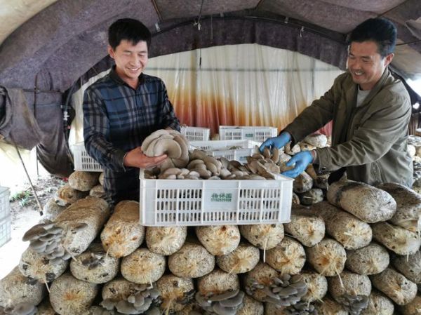 大棚种蘑菇一年利润_能赚多少钱-第3张图片-山城妙识