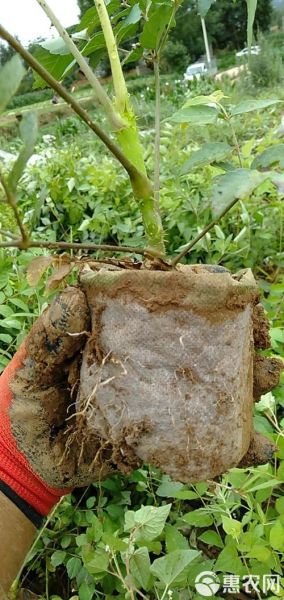 种植刺老芽骗局是真的吗_刺老芽种植包回收靠谱吗-第3张图片-山城妙识