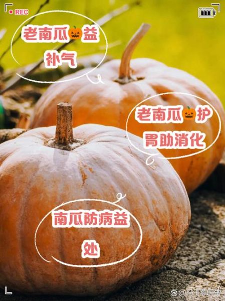 白南瓜怎么吃_白南瓜的营养价值-第3张图片-山城妙识