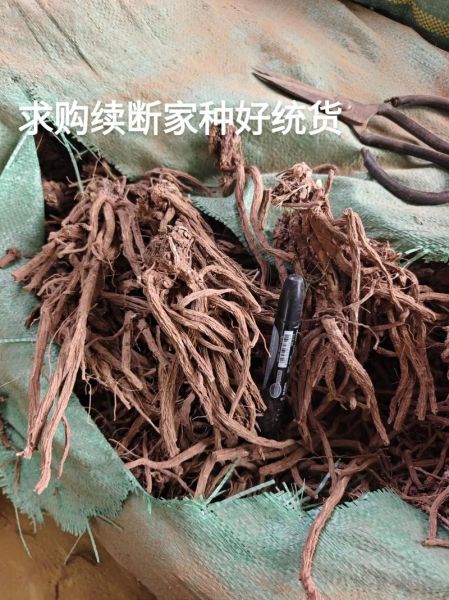 川断别名是什么_川断与续断区别在哪-第3张图片-山城妙识