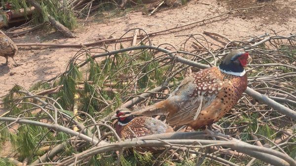 野山鸡养殖技术视频_野山鸡怎么养-第2张图片-山城妙识 野山鸡养殖技术视频_野山鸡怎么养-第2张图片-山城妙识