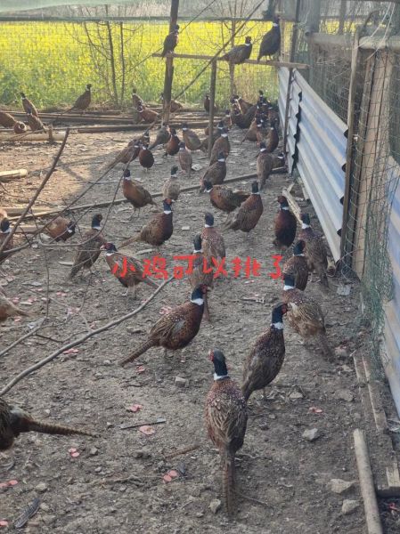 野山鸡养殖技术视频_野山鸡怎么养-第3张图片-山城妙识 野山鸡养殖技术视频_野山鸡怎么养-第3张图片-山城妙识