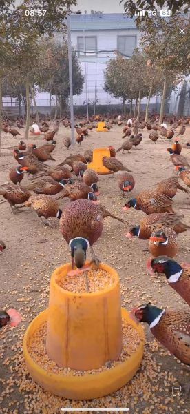 野山鸡养殖技术视频_野山鸡怎么养-第1张图片-山城妙识 野山鸡养殖技术视频_野山鸡怎么养-第1张图片-山城妙识