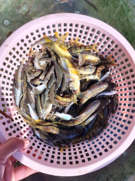 溪流石斑鱼怎么养_溪流石斑鱼吃什么-第2张图片-山城妙识 溪流石斑鱼怎么养_溪流石斑鱼吃什么-第2张图片-山城妙识