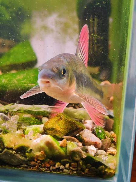 溪流石斑鱼怎么养_溪流石斑鱼吃什么-第3张图片-山城妙识 溪流石斑鱼怎么养_溪流石斑鱼吃什么-第3张图片-山城妙识