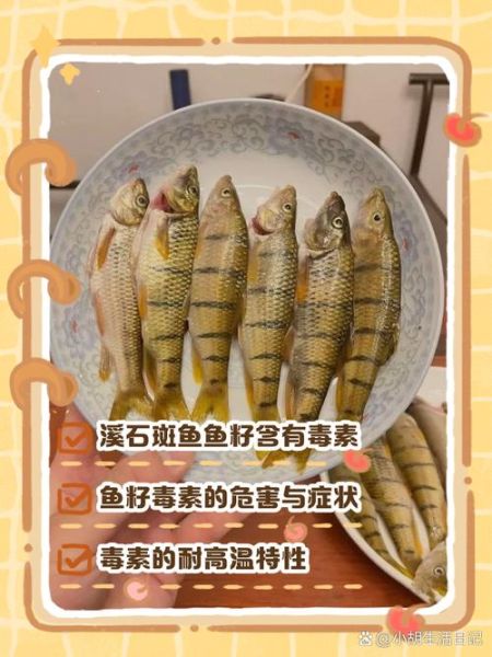 溪流石斑鱼怎么养_溪流石斑鱼吃什么-第1张图片-山城妙识 溪流石斑鱼怎么养_溪流石斑鱼吃什么-第1张图片-山城妙识