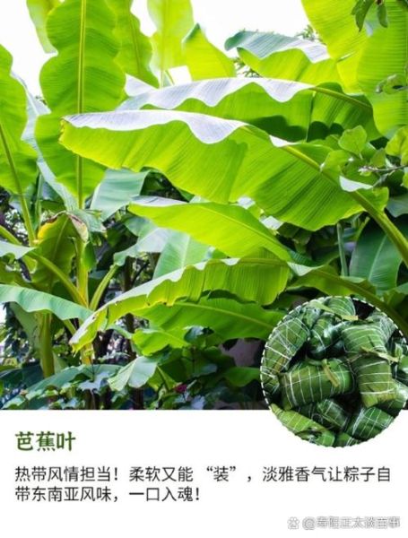 芦苇叶是粽子叶吗_芦苇叶包粽子安全吗-第2张图片-山城妙识