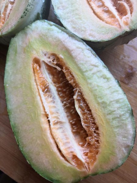 哈密瓜坏了发苦有毒吗_吃了会中毒吗-第3张图片-山城妙识