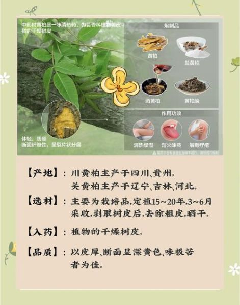 黄柏的功效与作用禁忌_哪些人不能吃-第2张图片-山城妙识