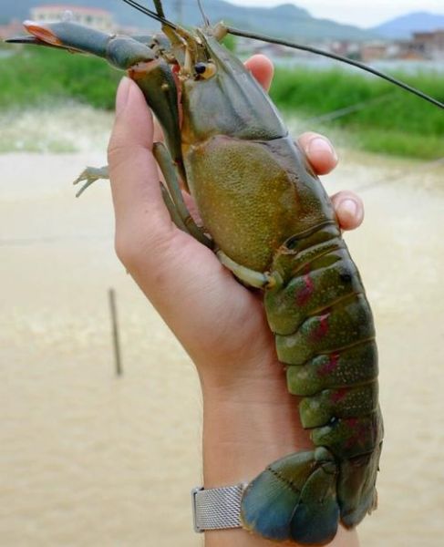 澳洲淡水小龙虾骗局_如何识别真假养殖项目-第1张图片-山城妙识