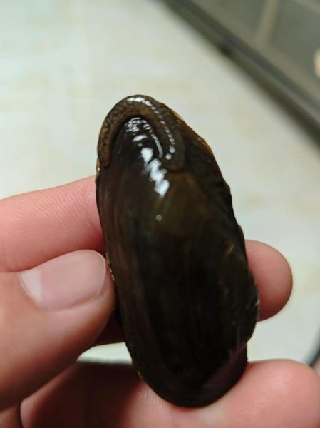 河蚌煮多久寄生虫能死_河蚌要煮多久才安全-第2张图片-山城妙识