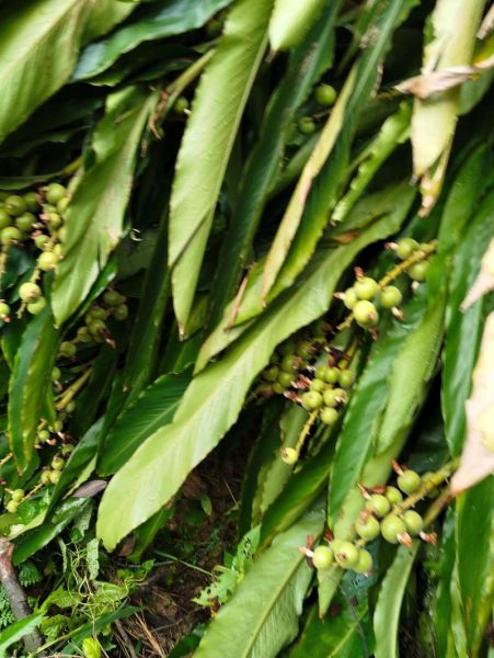 草寇的功效与作用_草寇怎么吃效果最好-第3张图片-山城妙识