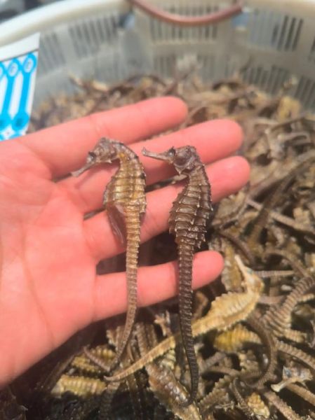 海马多少钱一斤_干海马价格表-第3张图片-山城妙识