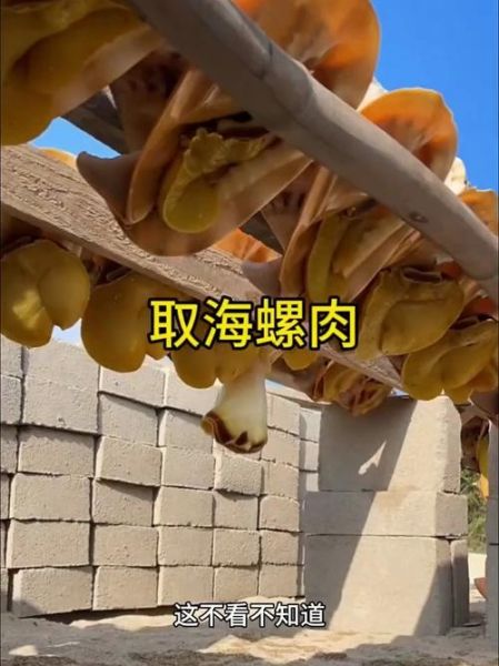 海螺怎么吃里面的肉_海螺肉怎么取出来-第2张图片-山城妙识