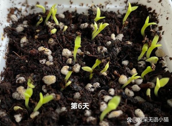 火龙果种子怎么种_火龙果种子几天发芽-第1张图片-山城妙识 火龙果种子怎么种_火龙果种子几天发芽-第1张图片-山城妙识