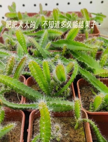 火龙果种子怎么种_火龙果种子几天发芽-第2张图片-山城妙识 火龙果种子怎么种_火龙果种子几天发芽-第2张图片-山城妙识