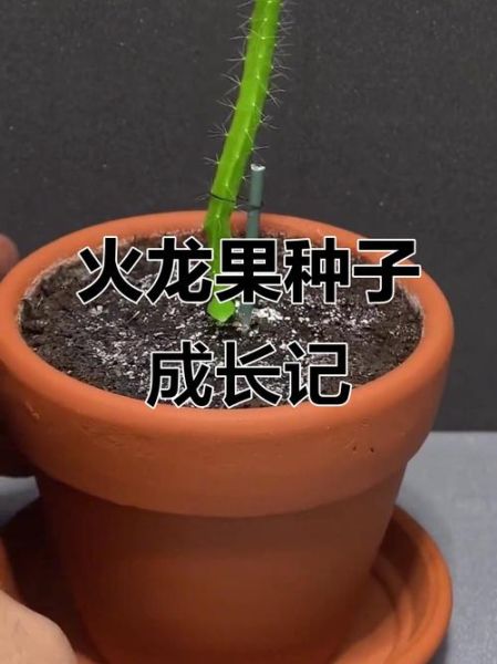 火龙果种子怎么种_火龙果种子几天发芽-第3张图片-山城妙识 火龙果种子怎么种_火龙果种子几天发芽-第3张图片-山城妙识