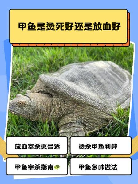 甲鱼怎么杀_甲鱼宰杀正确步骤-第2张图片-山城妙识