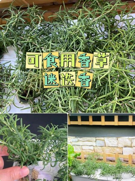 香草冰淇淋的香草是哪种香草_如何辨别真假香草籽-第1张图片-山城妙识