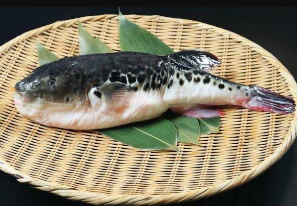 河豚图片大全_河豚高清壁纸哪里找-第2张图片-山城妙识