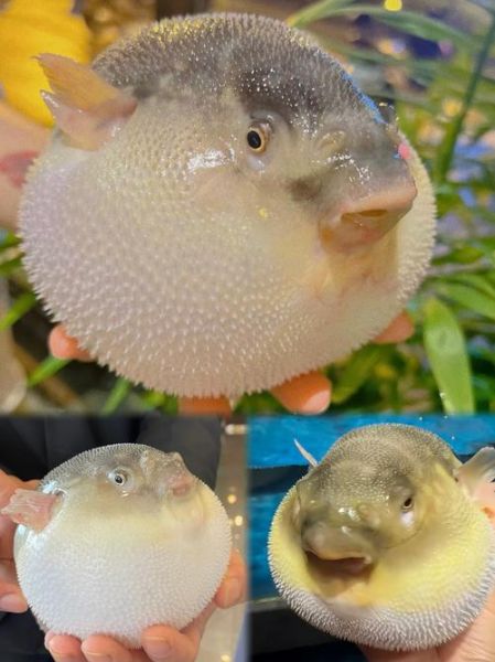 河豚图片大全_河豚高清壁纸哪里找-第1张图片-山城妙识