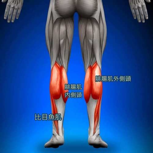 比目鱼肌在哪_比目鱼肌怎么拉伸-第1张图片-山城妙识