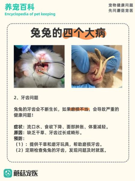 兔肉综合症是什么_兔肉综合症如何预防-第1张图片-山城妙识