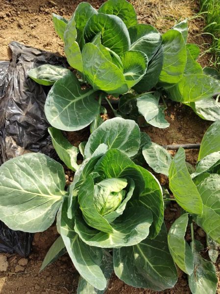 卷心菜是什么梗_卷心菜梗怎么来的-第3张图片-山城妙识