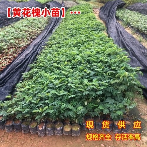 龙爪槐图片_如何识别龙爪槐-第2张图片-山城妙识