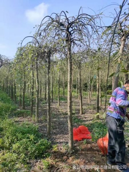 龙爪槐图片_如何识别龙爪槐-第1张图片-山城妙识