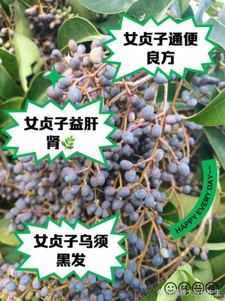 女贞子能提高性功能吗_女贞子怎么吃效果最好-第1张图片-山城妙识