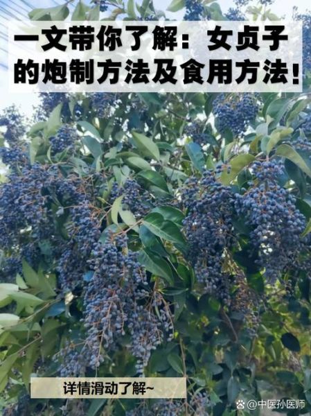 女贞子能提高性功能吗_女贞子怎么吃效果最好-第3张图片-山城妙识