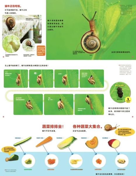 蜗牛吃什么_怎么养-第1张图片-山城妙识