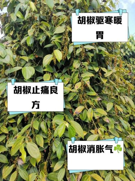 胡椒吃多了有什么副作用_胡椒的禁忌人群-第1张图片-山城妙识