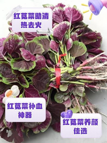 红叶苋菜怎么做好吃_红叶苋菜的营养价值-第1张图片-山城妙识