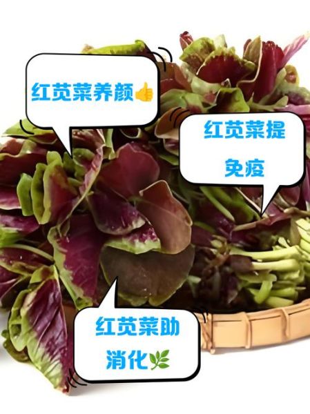 红叶苋菜怎么做好吃_红叶苋菜的营养价值-第2张图片-山城妙识