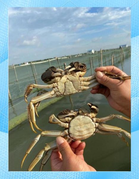 阳澄湖大闸蟹产地在哪里_正宗阳澄湖大闸蟹怎么辨别-第3张图片-山城妙识