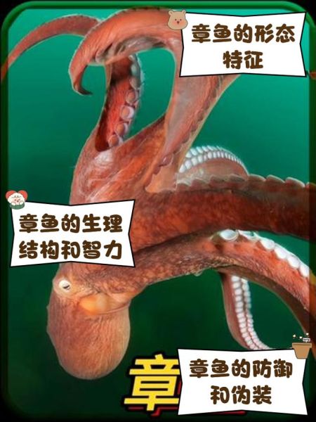 章鱼智商相当于人几岁_章鱼有多聪明-第1张图片-山城妙识